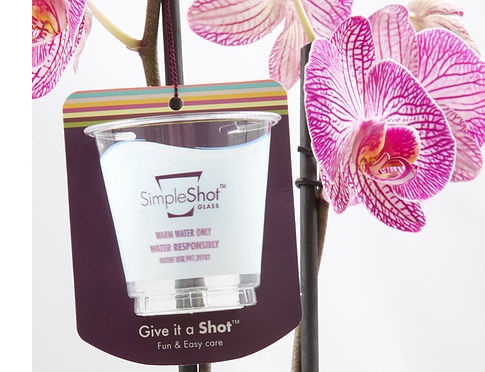 Color Orchids
