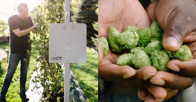 IBEX Growing Systems