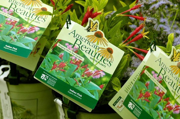 American Beauties Native Plants