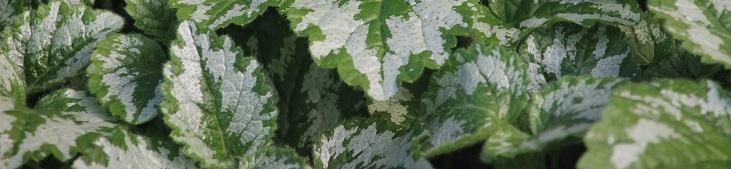 Classic Groundcovers