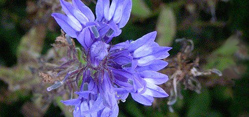 New England Wetland Plants - New England Wetland Plants -- Amherst, MA